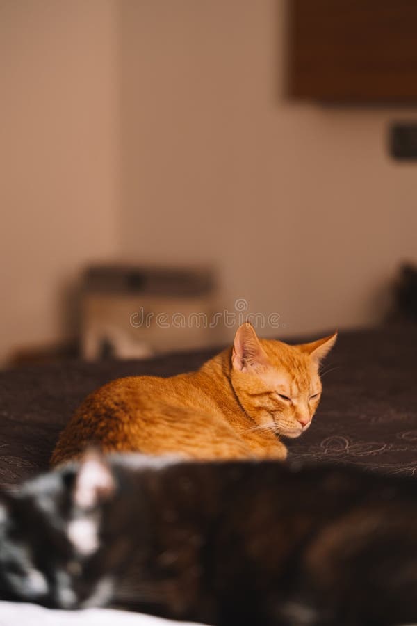 European Orange Cat and Black Cat Sleeping on Top of the Bed Stock ...