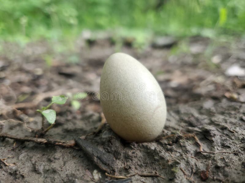 European Oriole Egg Stock Photos - Free & Royalty-Free Stock Photos ...