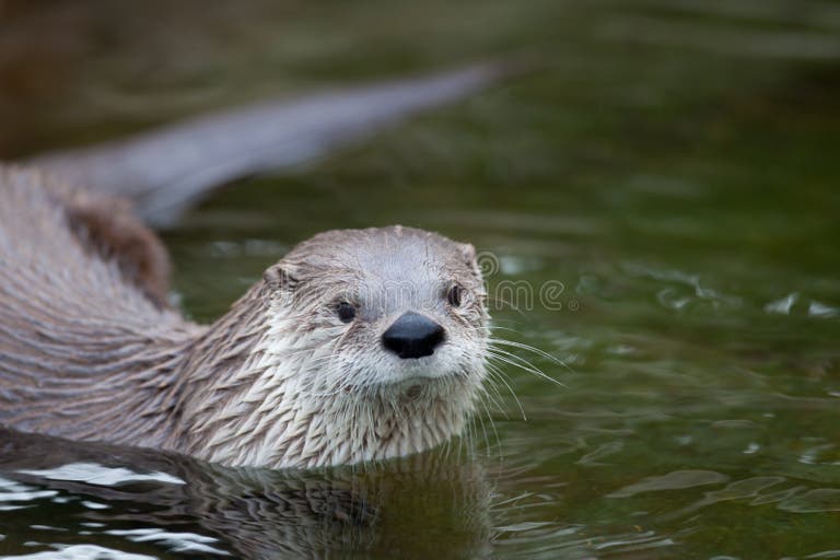 688 European Otter Life Stock Photos - Free & Royalty-Free Stock Photos ...
