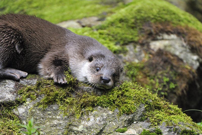 European Otter stock photo. Image of otter, conservation - 20536146