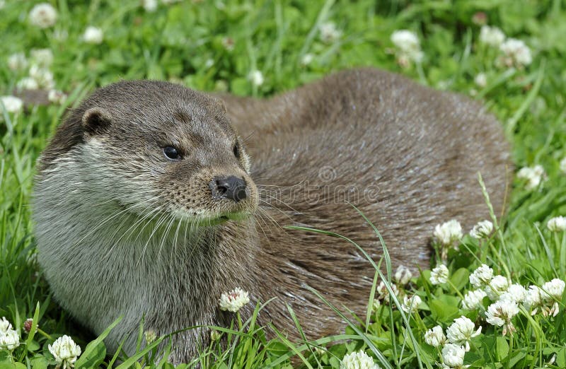 European Otter stock photo. Image of grass, mammal, fish - 23667058