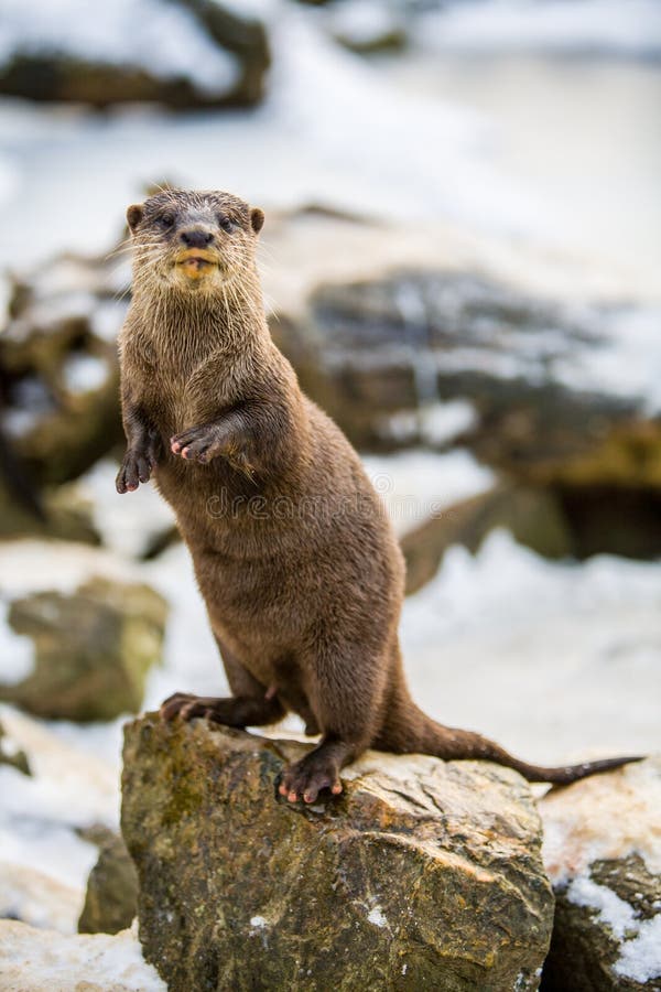 Lutra Lutra Standing on a Rock, Otter Close-up Image Standing on a Rock ...