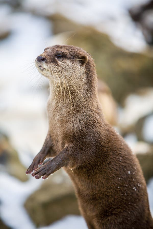 European Otter, or Lutra Lutra, in the Snow Stock Photo - Image of face ...