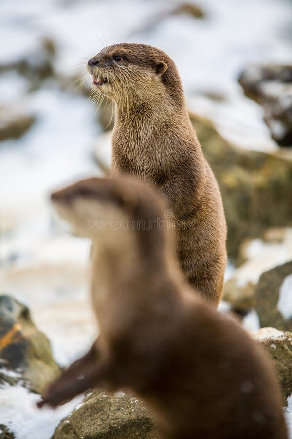 European Otter, or Lutra Lutra, in the Snow Stock Image - Image of ...