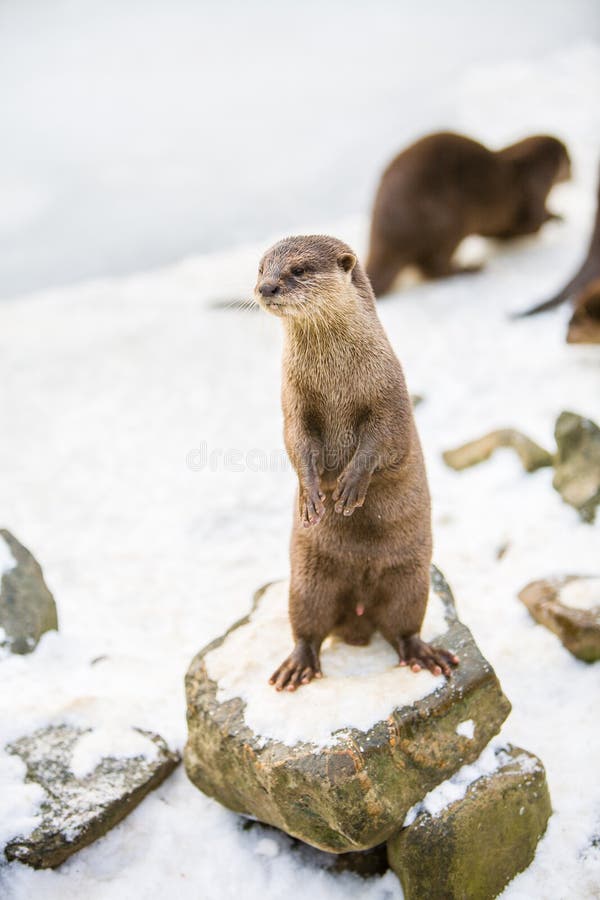 European Otter, or Lutra Lutra, in the Snow Stock Image - Image of ...