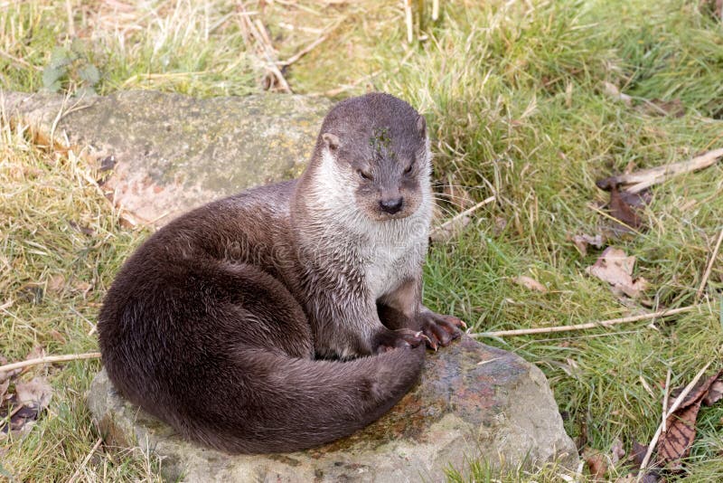 470 Otter Sitting Photos - Free & Royalty-Free Stock Photos from Dreamstime