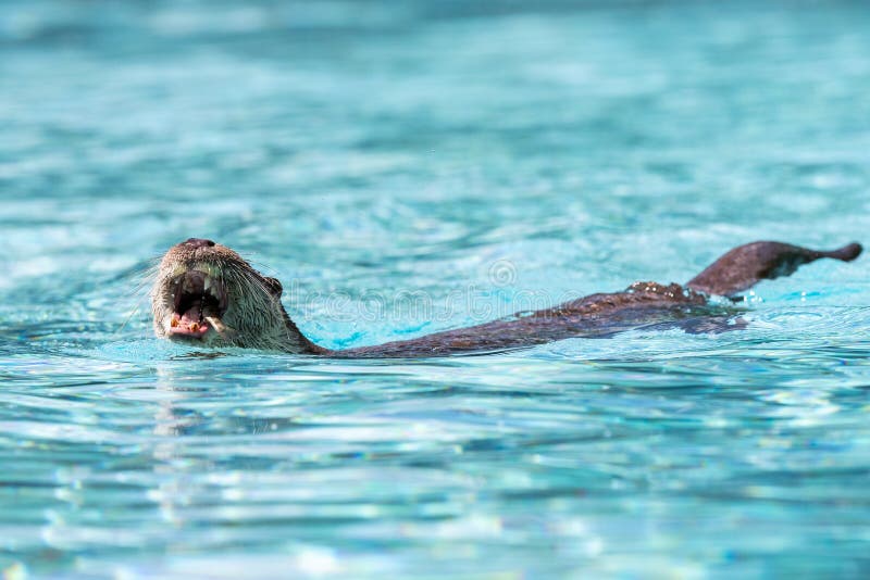 European Otter Swimming in the Swimming Pool Stock Photo - Image of ...