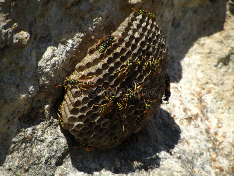 European Paper Wasp with Bees during Daytime Stock Photo - Image of ...