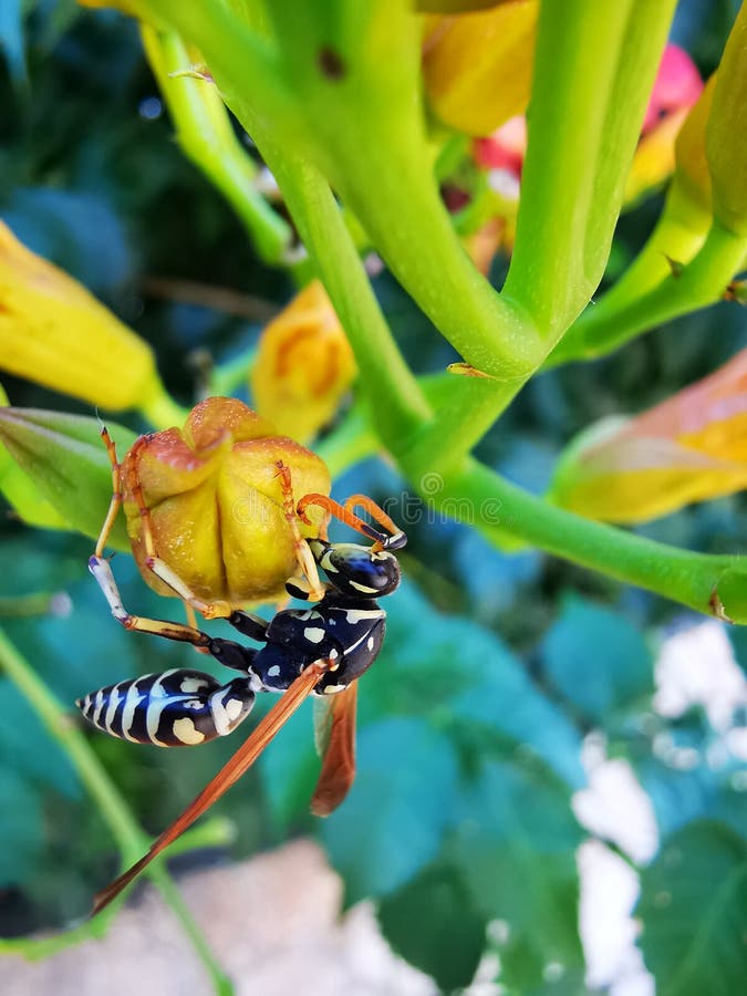 European Paper Wasp, Insects Stock Photo - Image of plant, insect ...