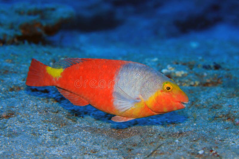 Parrot fish in Red sea stock image. Image of marine, fish - 91365225