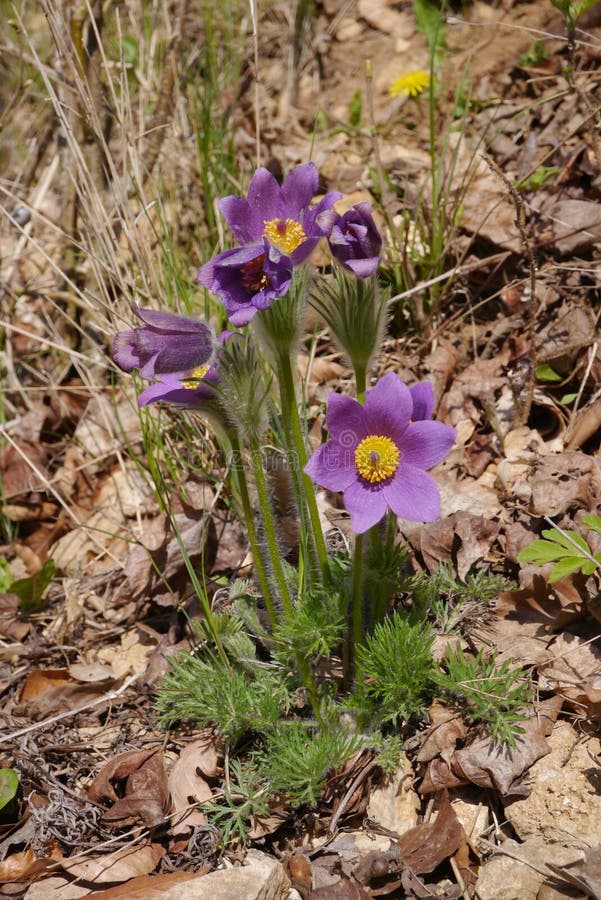 European Pasqueflower stock photo. Image of danes, snows - 39984050