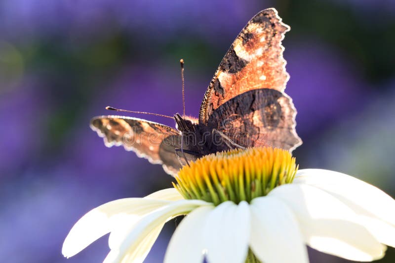 European peacock stock photo. Image of coneflower, color - 122744940