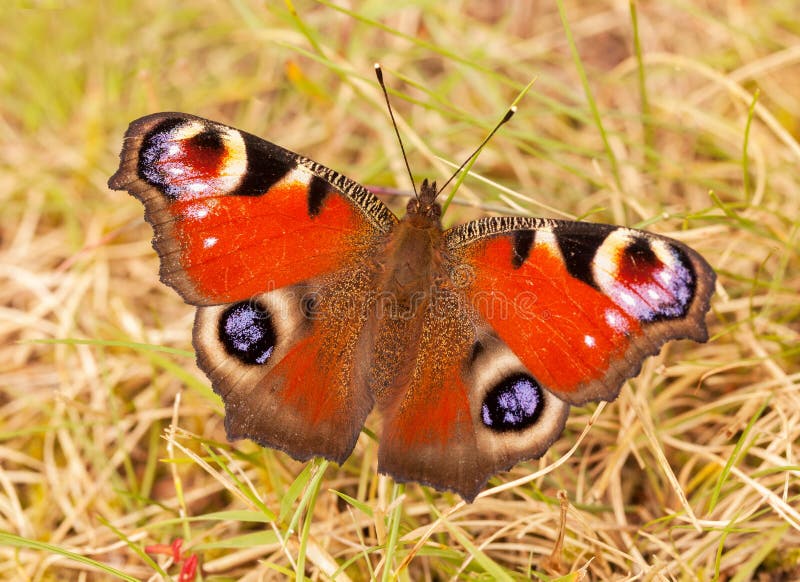 European Peacock stock image. Image of sunny, beautiful - 60724463