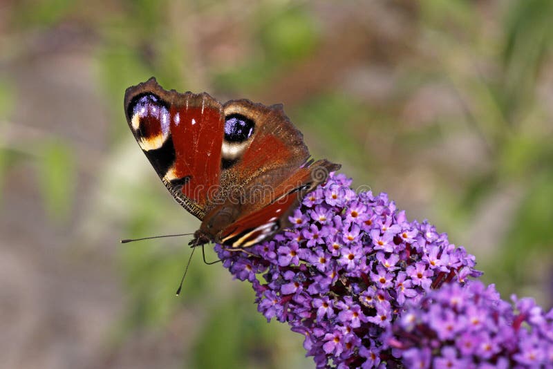 European Peacock Butterfly, Nymphalis Io Stock Image - Image of italian ...