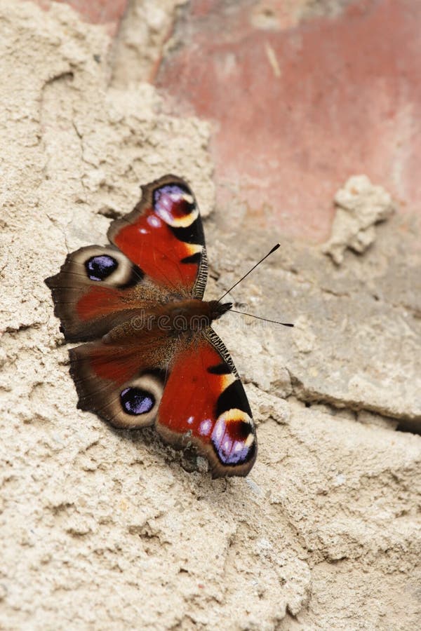 European Peacock (Inachis Io) Stock Photo - Image of nymphalis, wing ...
