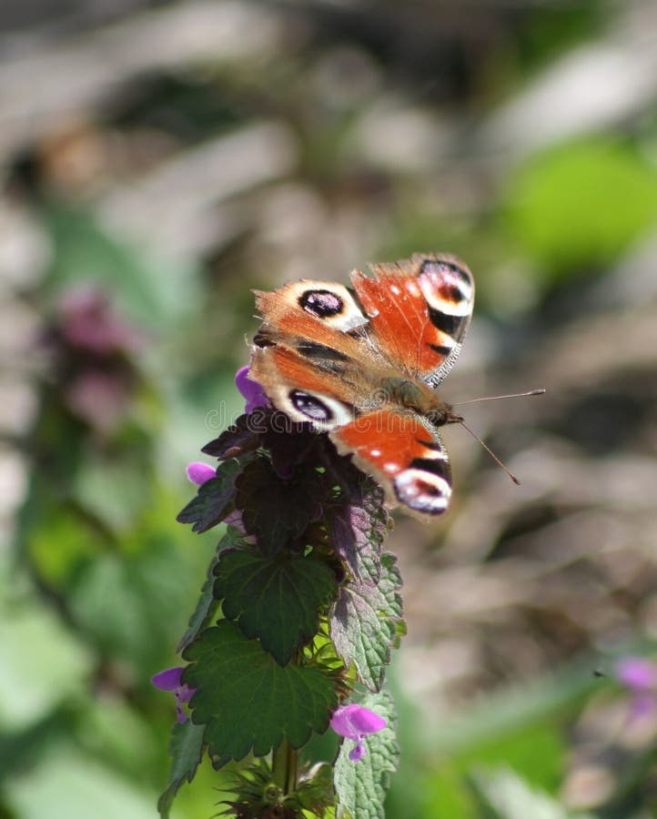 The European Peacock (Inachis Io) Stock Photo - Image of wings, natural ...