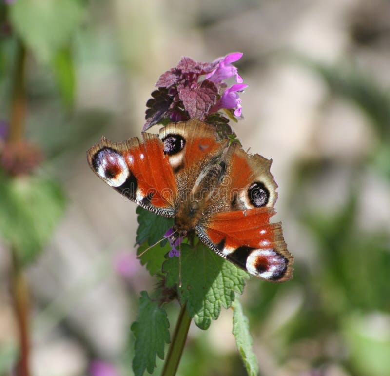 The European Peacock (Inachis Io) Stock Photo - Image of flying, little ...