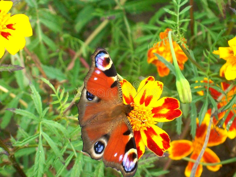 European Peacock stock photo. Image of flowers, aglais - 45792894