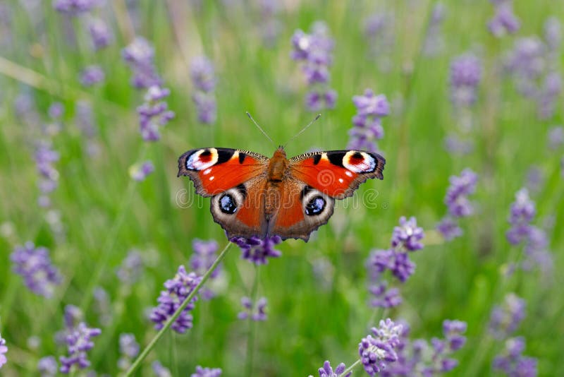 European Peacock Sitting on a Blossom Stock Image - Image of flower ...