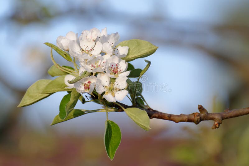 European pear flowers stock photo. Image of branch, pear - 54227398