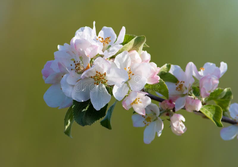 European Pear, Pyrus Communis. a Flowering Tree Stock Image - Image of ...