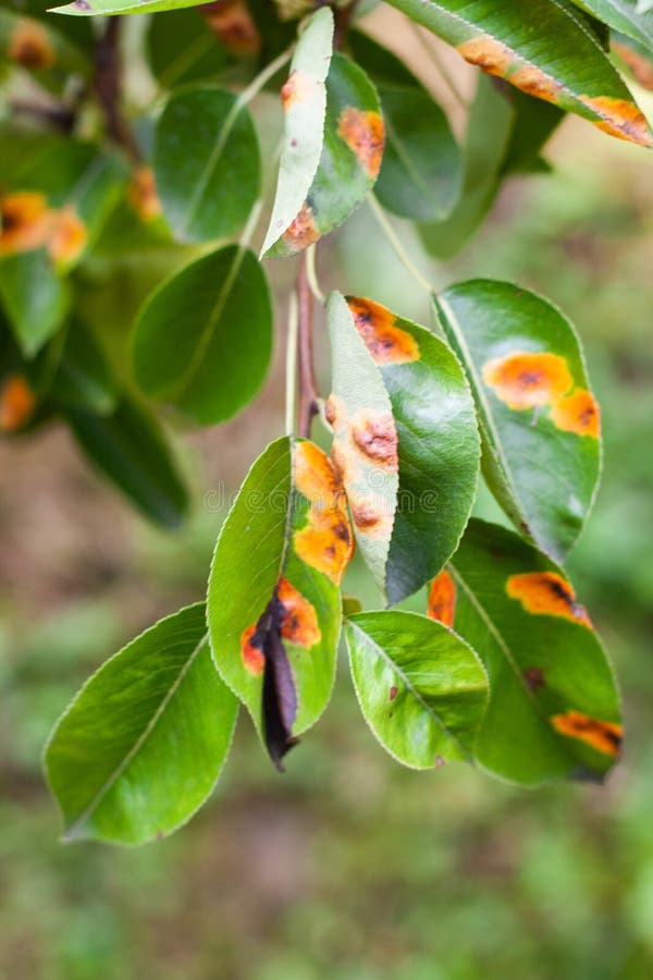 Pear rust stock photo. Image of leaves, infection, plant - 15643374