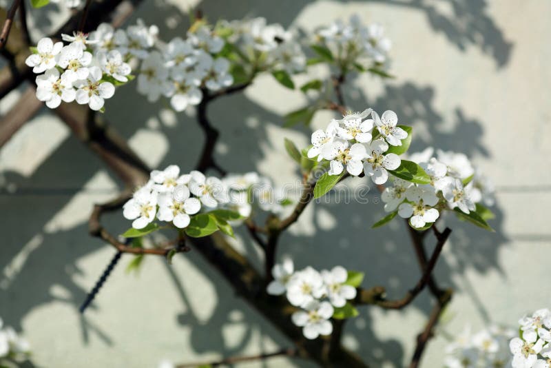 European Pear Tree, Pyrus Communis Stock Photo - Image of blossoming ...