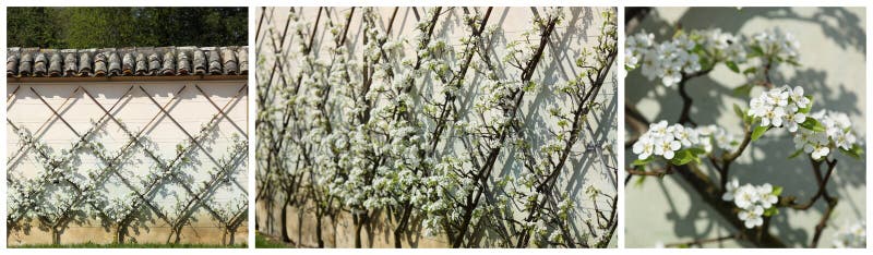 European Pear Tree, Pyrus Communis Stock Image - Image of tree, wall ...