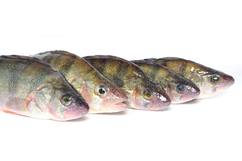 The European perch stock image. Image of wildlife, wild - 23900397