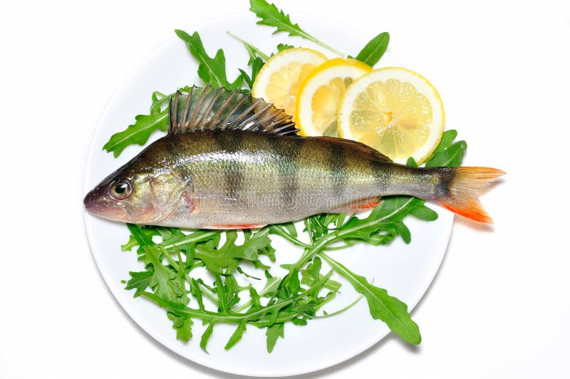 The European perch stock image. Image of wildlife, wild - 23900397