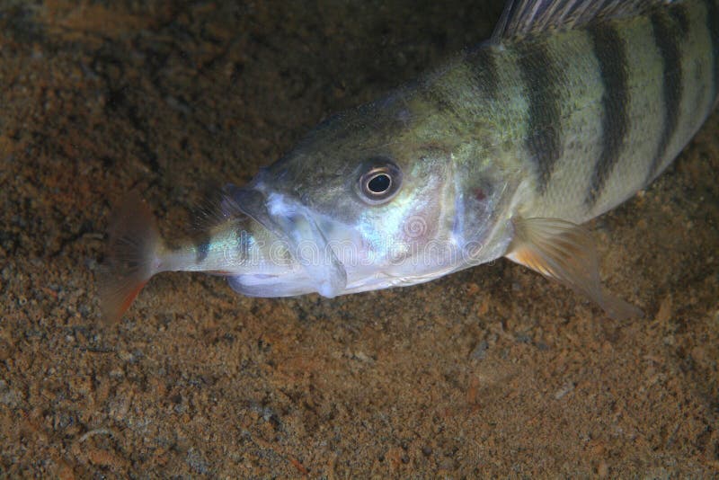 European perch fish stock image. Image of edible, english - 48129129