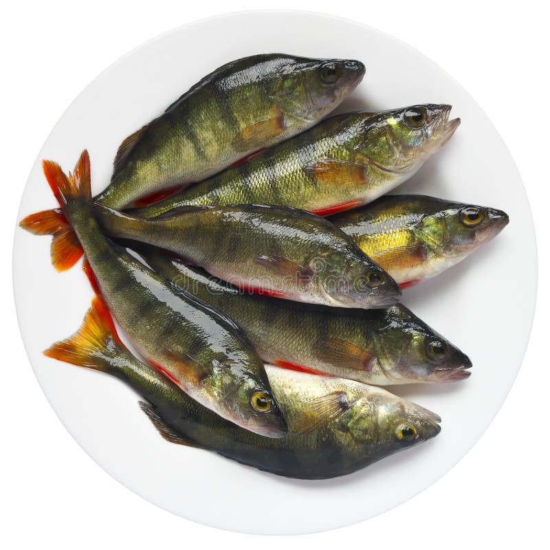 European Perch Fish on Plate. Stock Image - Image of cooking, catch ...