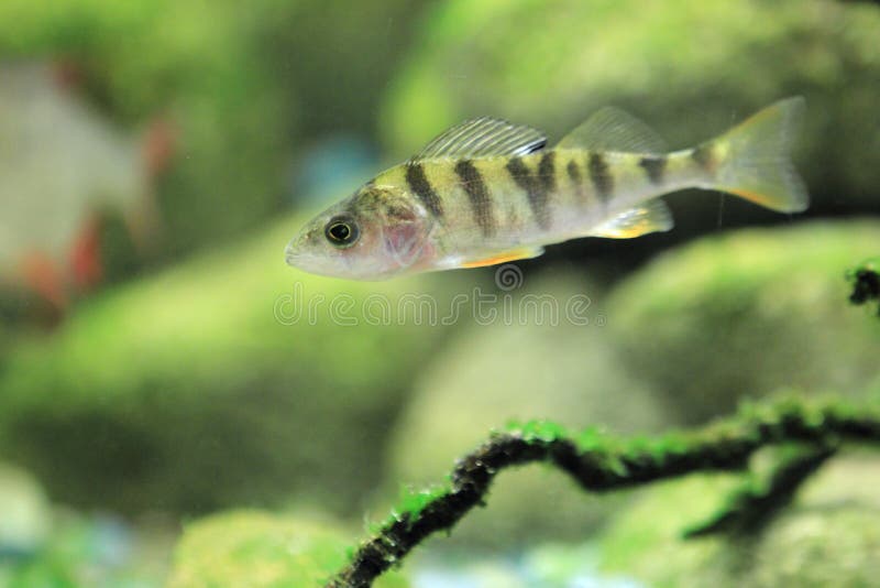 European perch fish stock photo. Image of fishing, english - 48129242