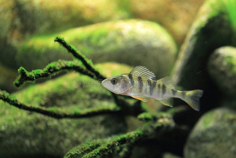 European perch fish stock photo. Image of fishing, english - 48129242