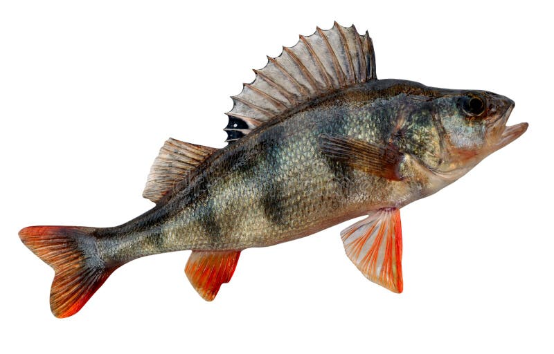 European Perch (Perca Fluviatilis) Stock Photo - Image of fish, perch ...