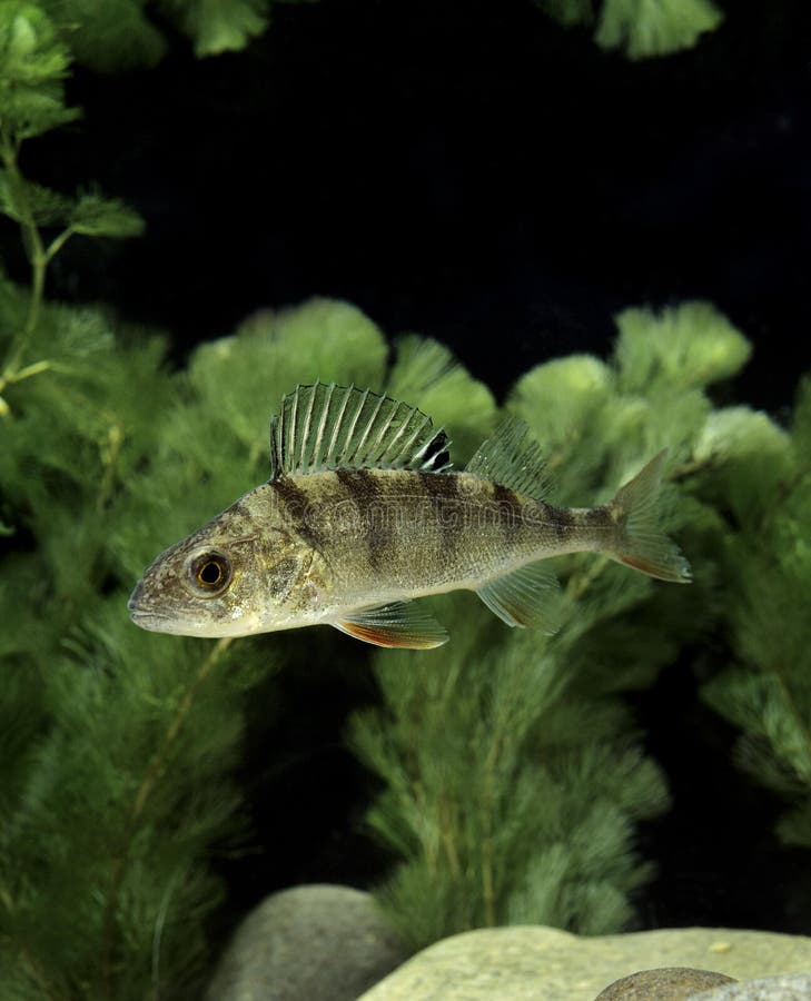 European Perch, Perca Fluviatilis, Adults Stock Photo - Image of animal ...