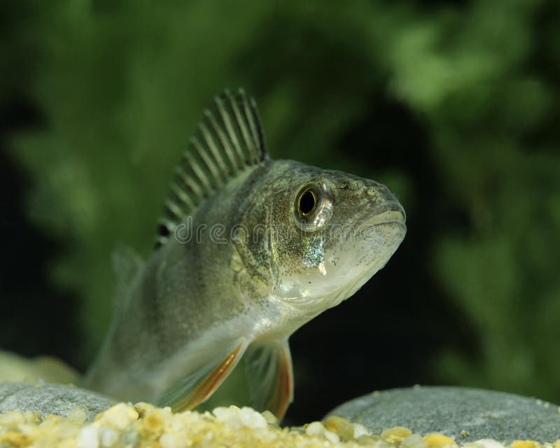 European Perch, Perca Fluviatilis Stock Photo - Image of aquarium ...