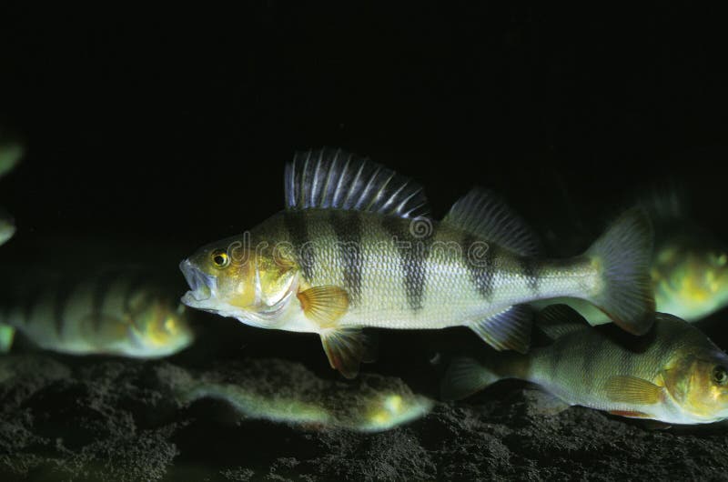 European Perch, Perca Fluviatilis, Adults Stock Photo - Image of animal ...