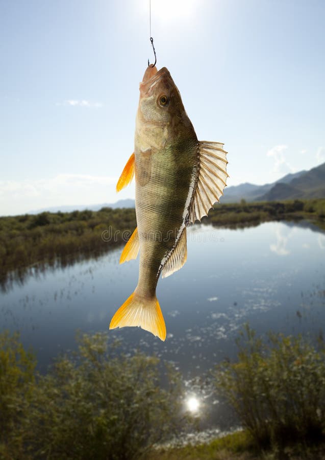 Big River Perch (Perca Fluviatilis) Stock Photo - Image of leisure ...