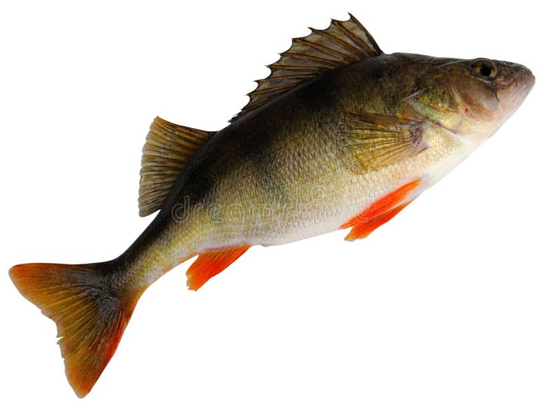 Yellow Perch Isolated stock photo. Image of white, lake - 34118294