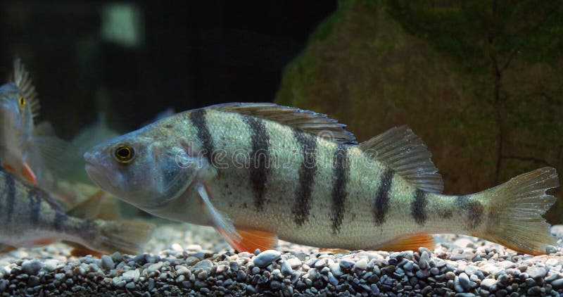 European Perch, Perca Fluviatilis, Fresh Water Fish Stock Photo - Image ...