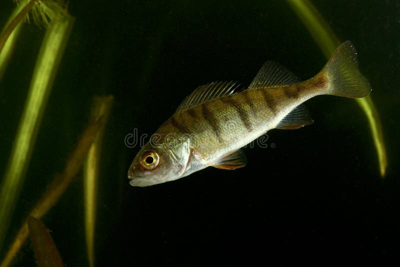 European Perch, Perca Fluviatilis Stock Photo - Image of wild, duck ...
