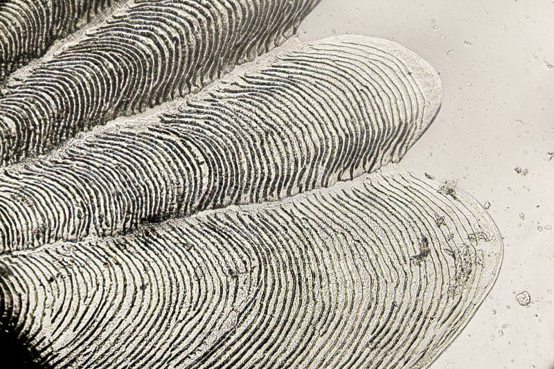 European perch scale stock image. Image of scales, groove - 83902053