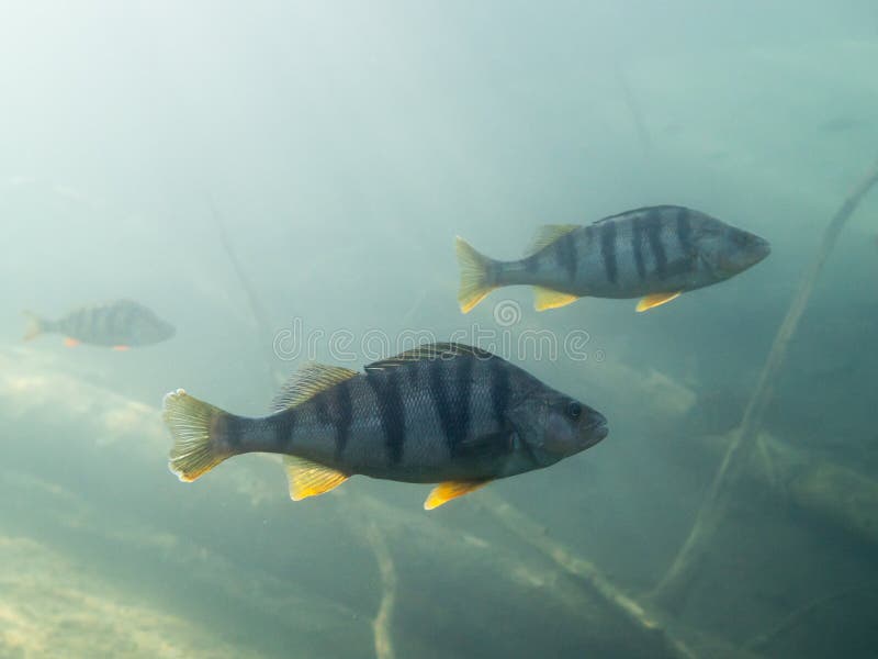 European Perch Underwater in a Lake Stock Image - Image of water, fins ...