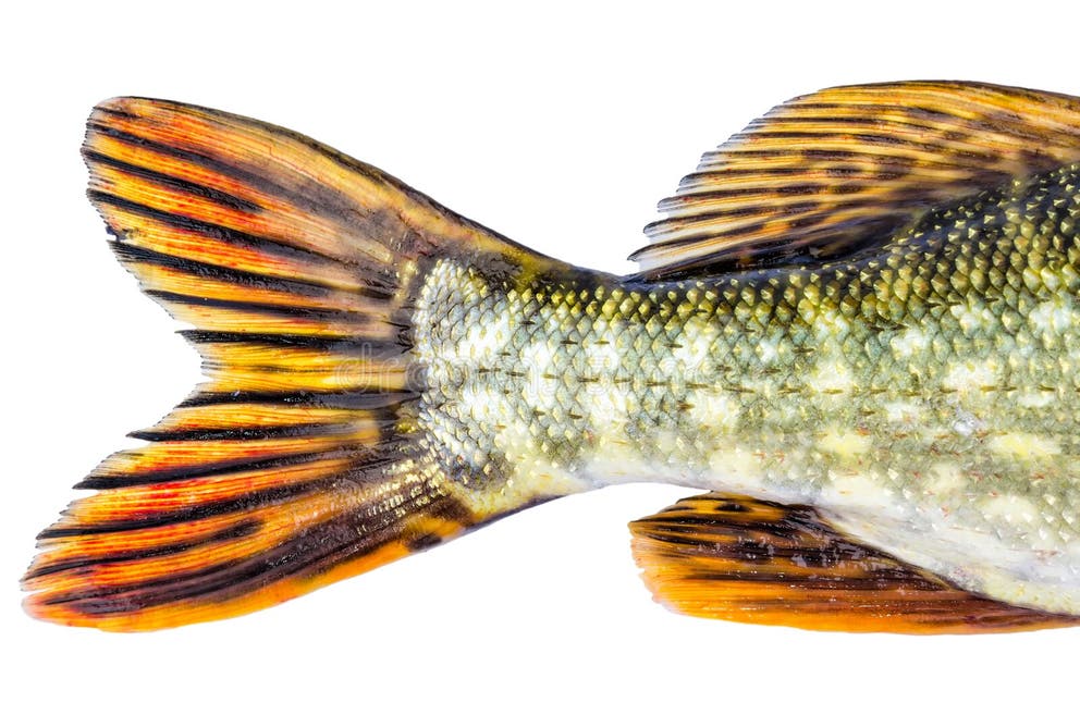 European pike tale stock image. Image of horizontal, sweden - 69337777