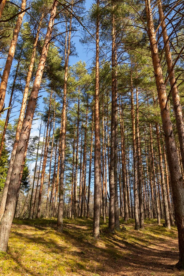 European Pine Forest, Vertical Photo. Pine Trees Stock Photo - Image of ...
