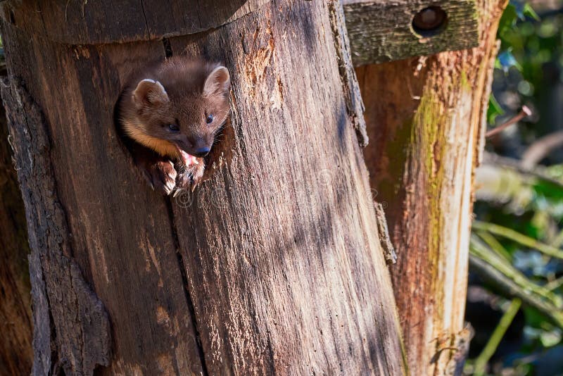 European Pine Marten Marten Marten Stock Photo - Image of hole ...