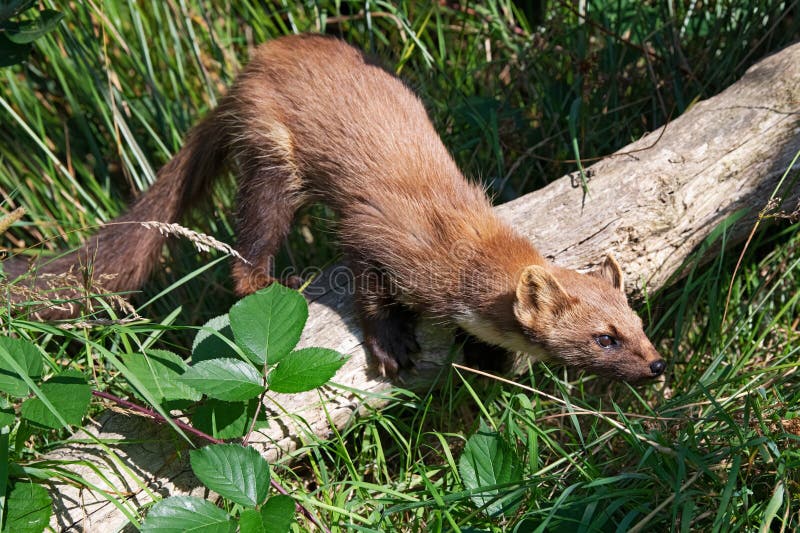 European Pine Marten, Martes Martes Stock Photo - Image of vertebrate ...