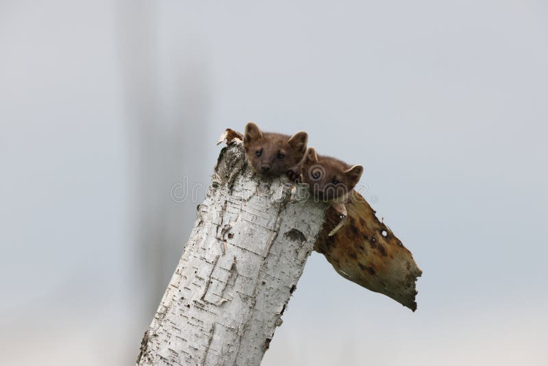 European Pine Marten (Martes Martes) Usedom Germany Stock Image - Image ...