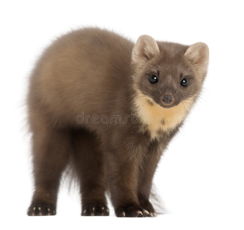 European Pine Marten Or Pine Marten Stock Image - Image of pine ...